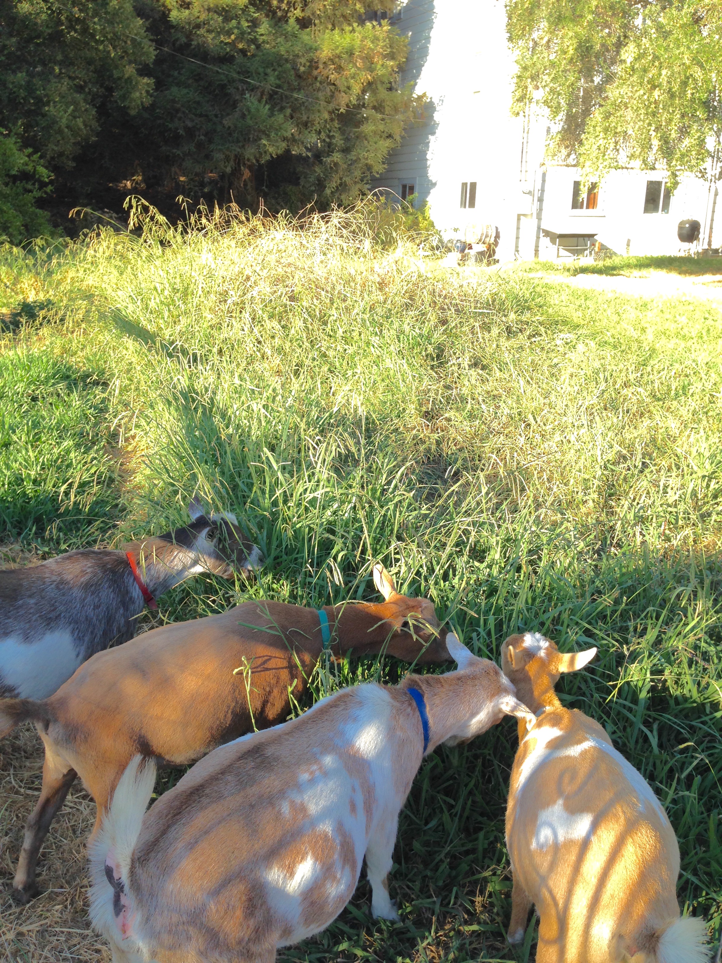Feed Your Backyard Goats For Less – River Edge Farm